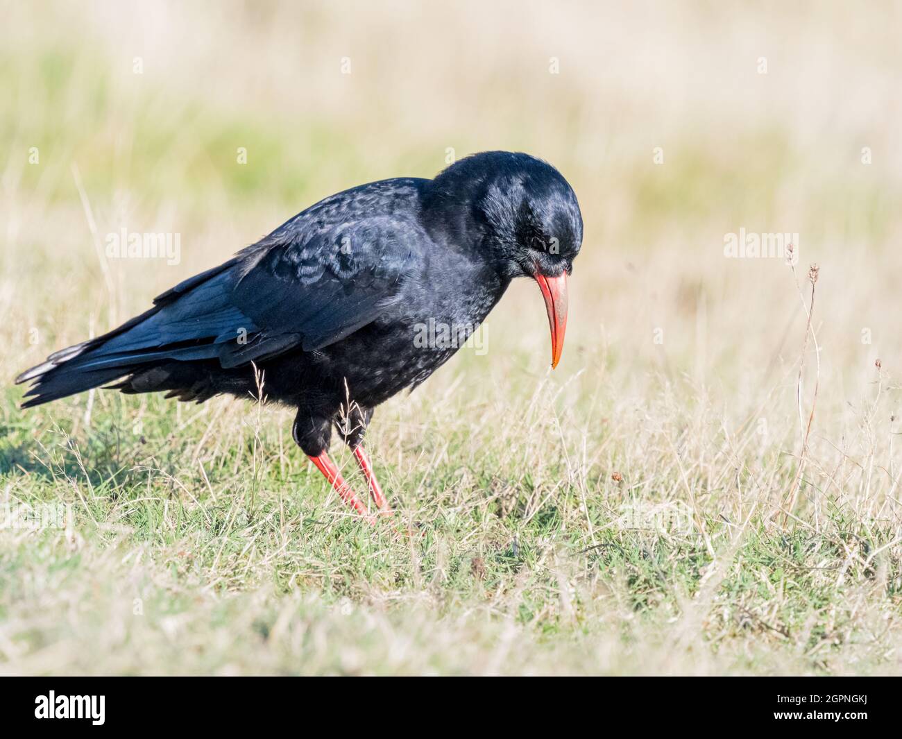 Foraging for insects hi-res stock photography and images - Alamy