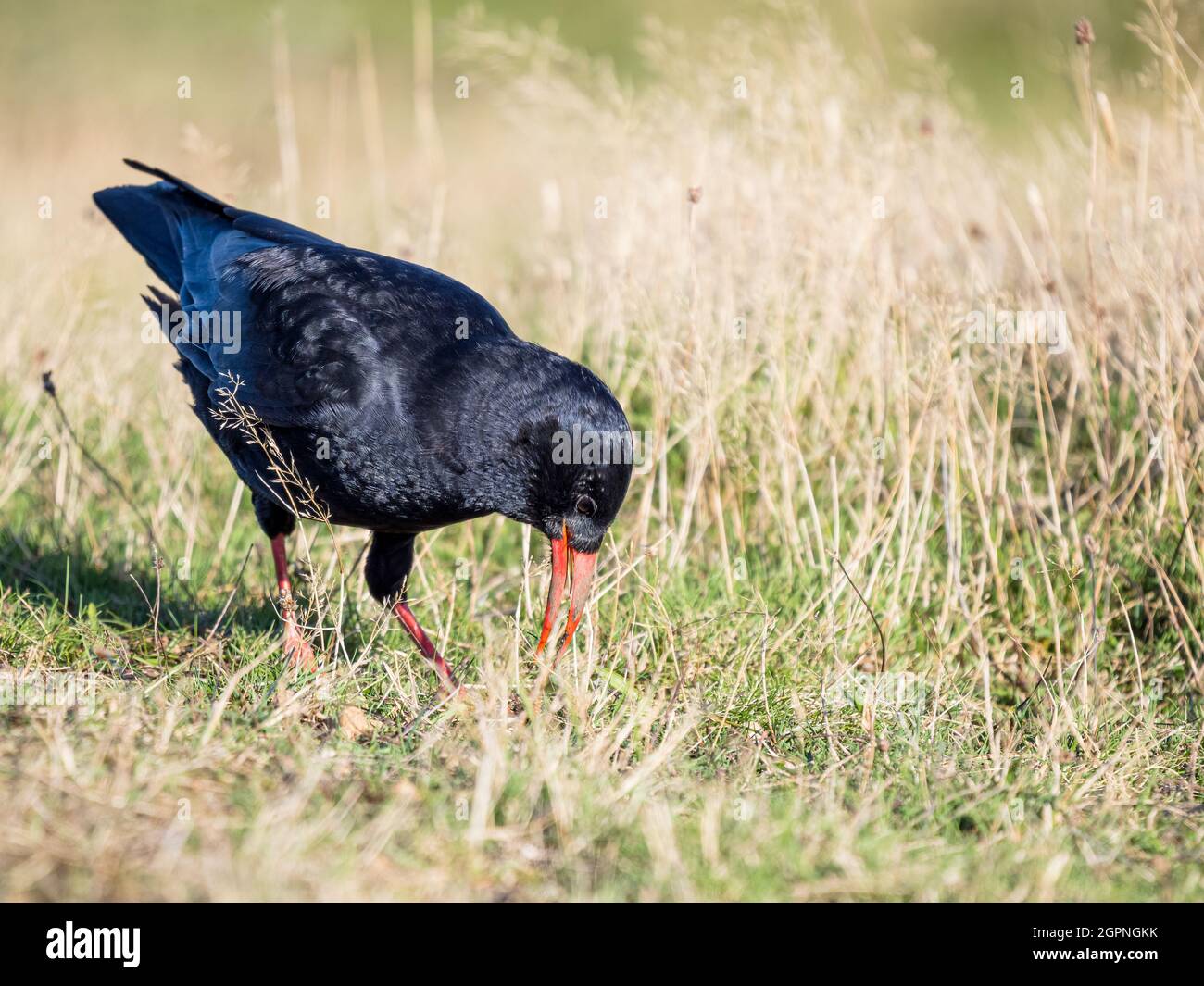 Chough foraging for insects in mid Wales Stock Photo - Alamy