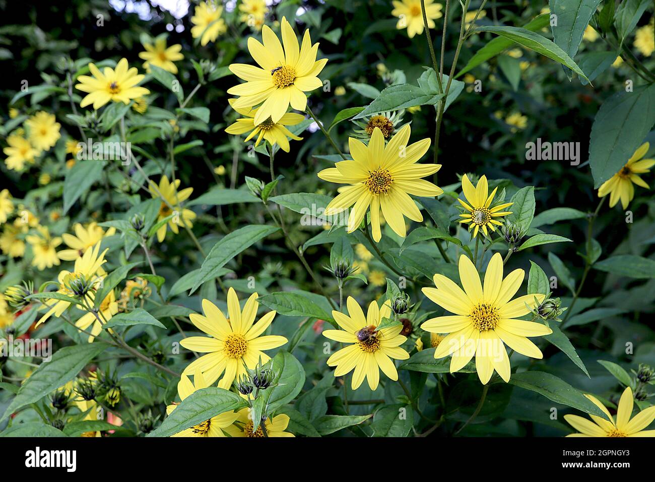 Helianthus ‘Lemon Queen’ sunflower Lemon Queen – small lemon yellow ...
