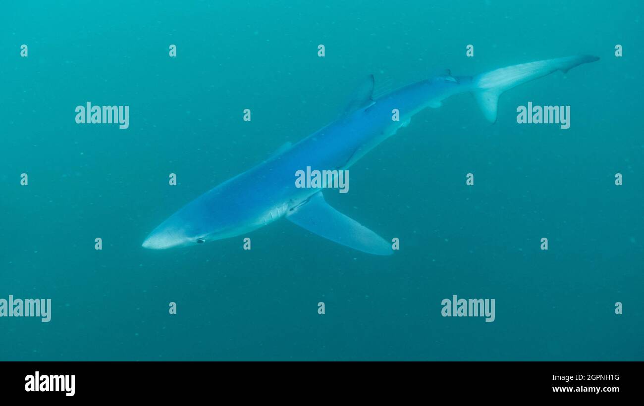 Blue shark cornwall hi-res stock photography and images - Alamy