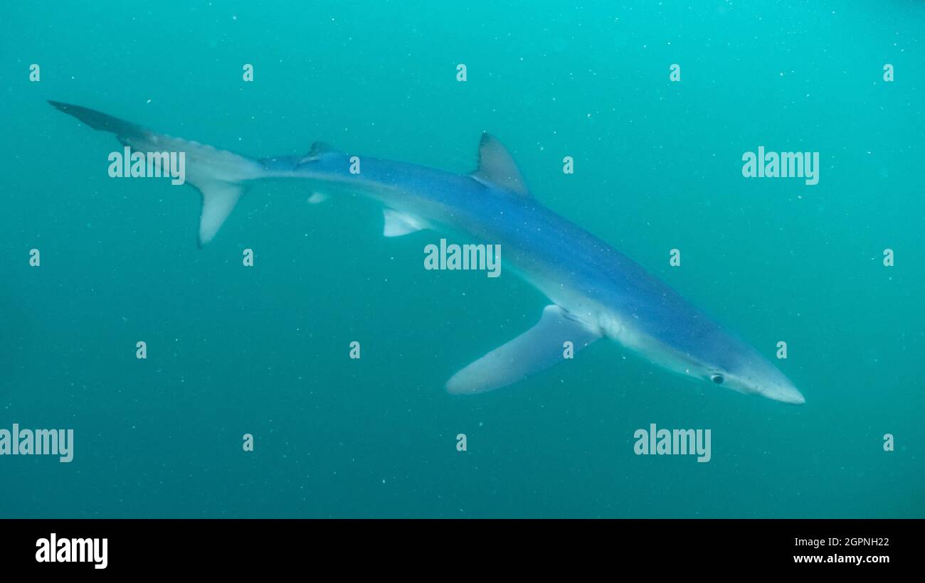 Blue shark cornwall hi-res stock photography and images - Alamy