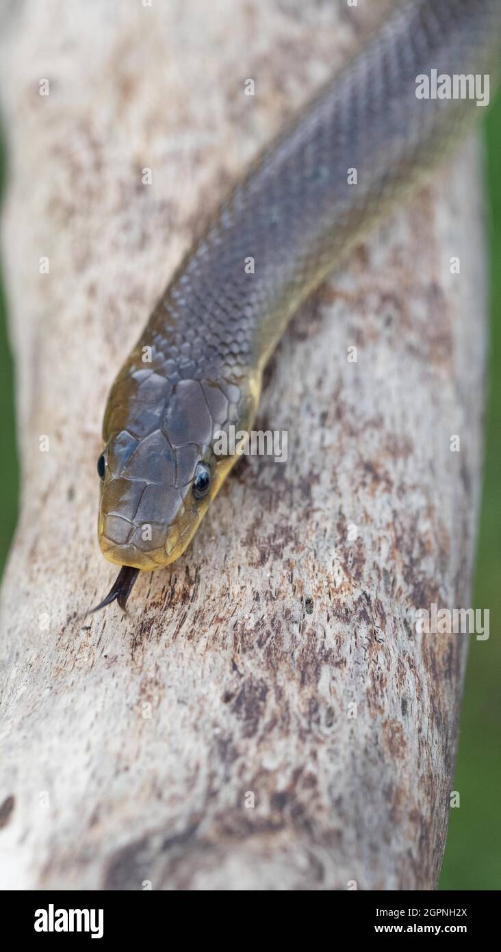 Aesculapian snake hi-res stock photography and images - Alamy