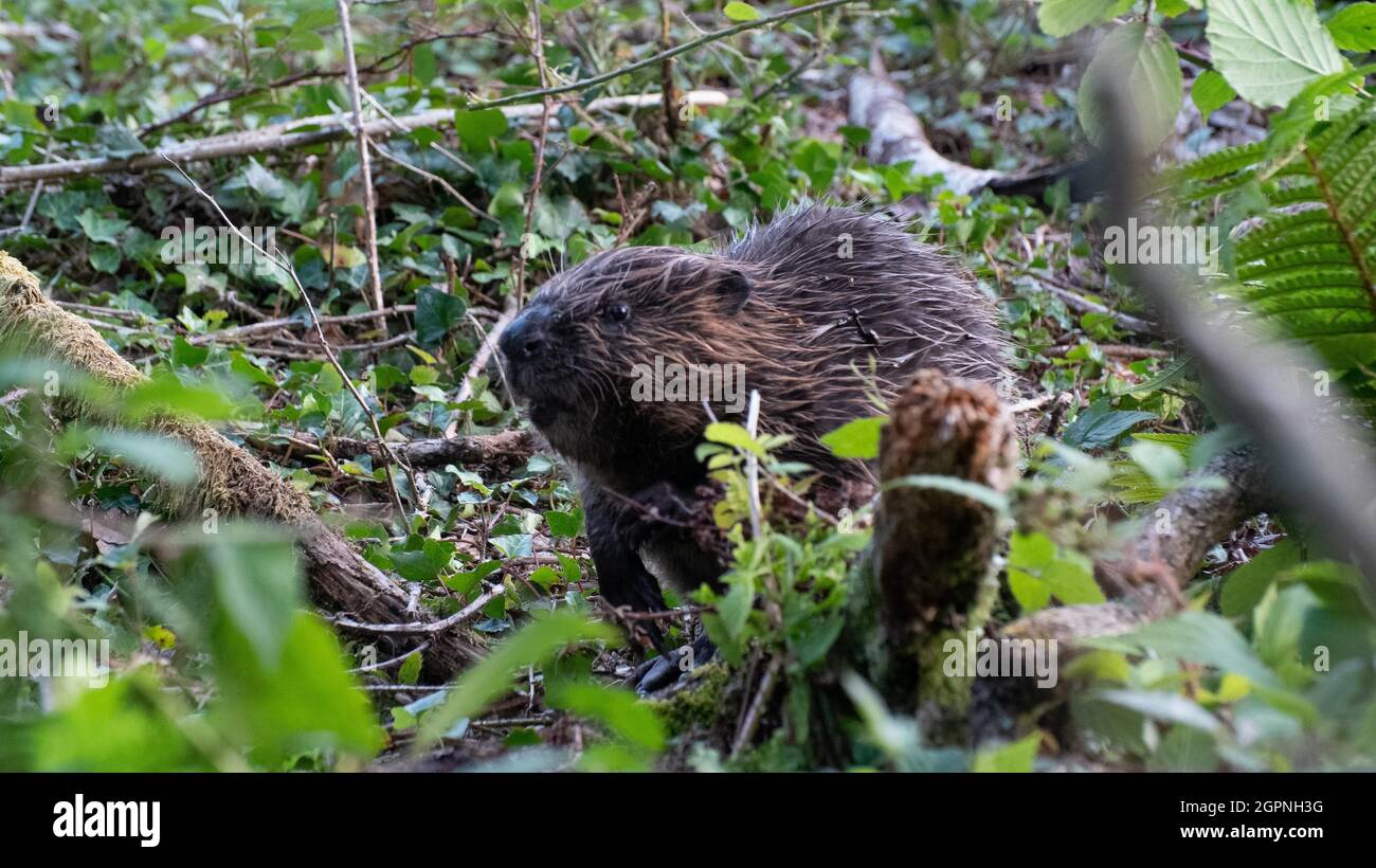 Female beaver hi-res stock photography and images - Alamy