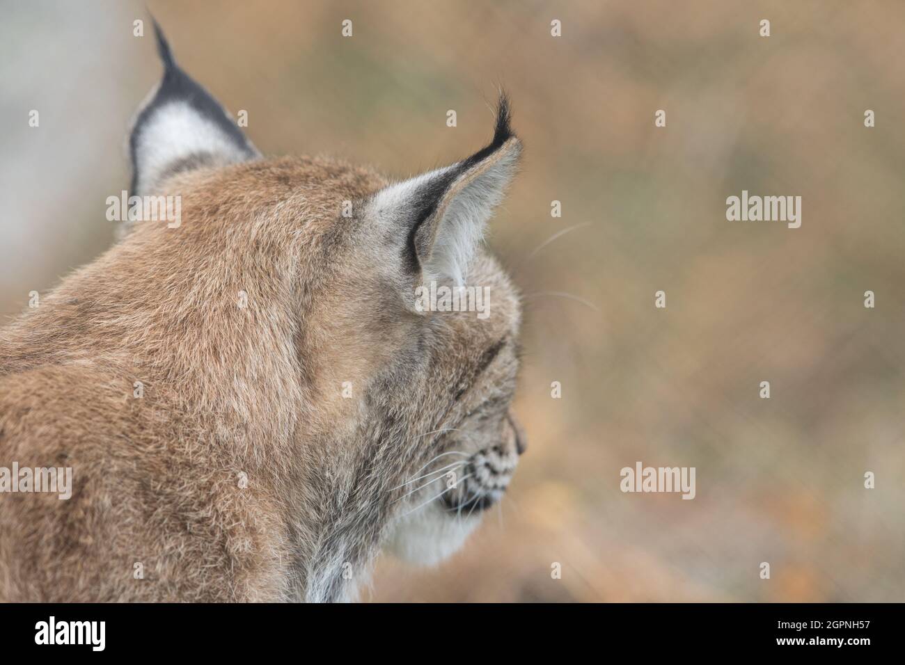 Eurasian lynx autumn leaves hi-res stock photography and images - Alamy