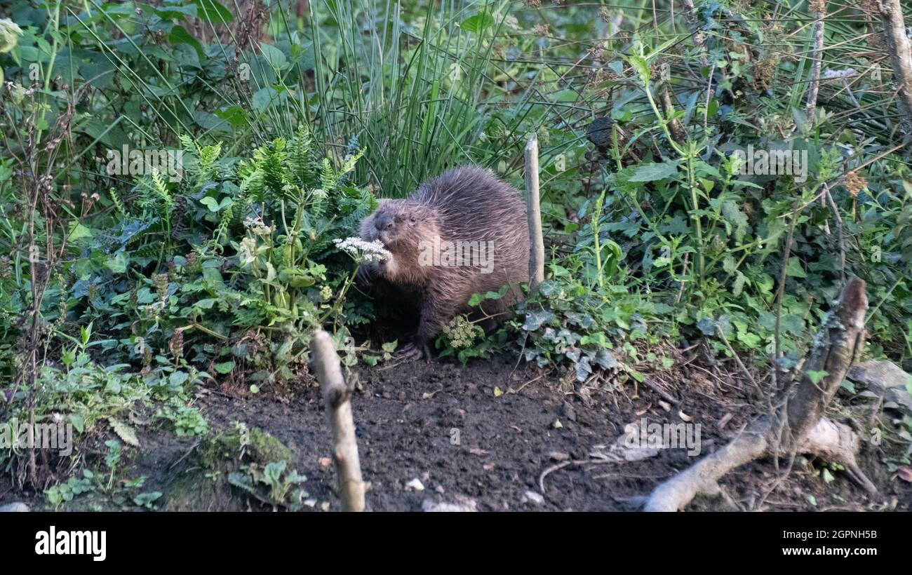 Female beaver hi-res stock photography and images - Alamy