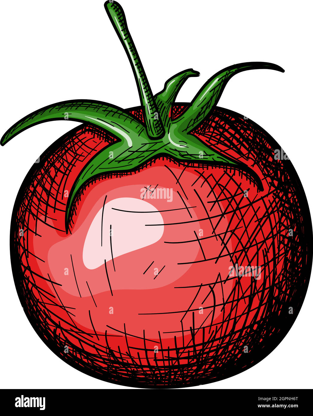How to draw tomato plant hi-res stock photography and images - Alamy