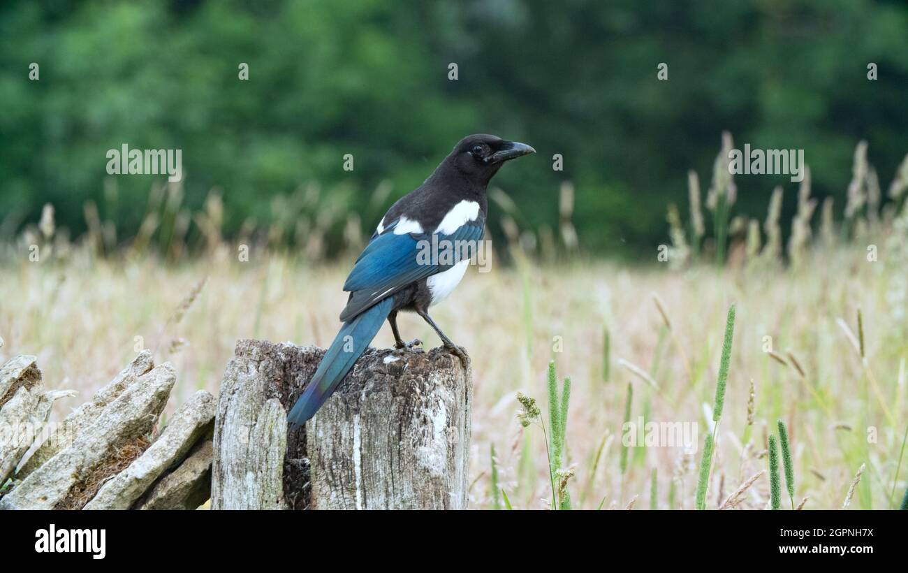 Magpie on wall hi-res stock photography and images - Alamy