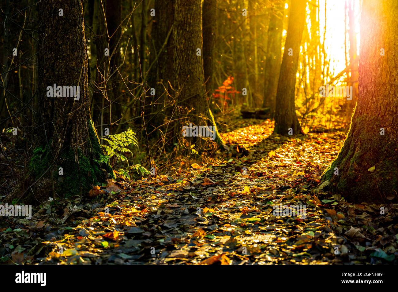 Forest footpath on sunny colorful autumnal day Stock Photo - Alamy