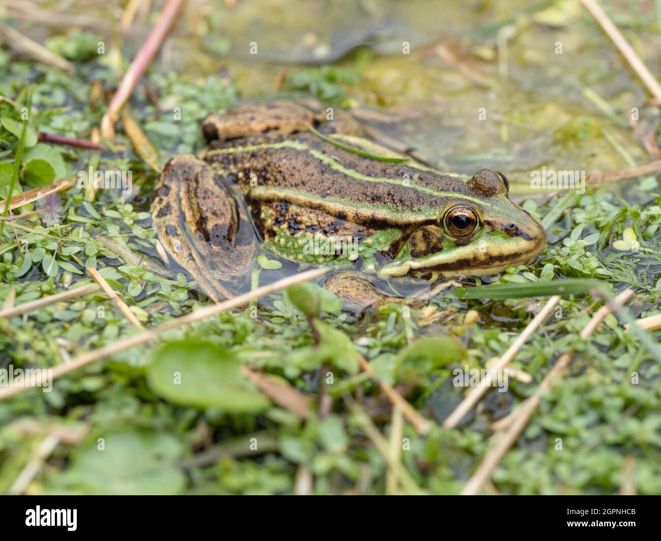 Pool frog in pond Stock Photo - Alamy
