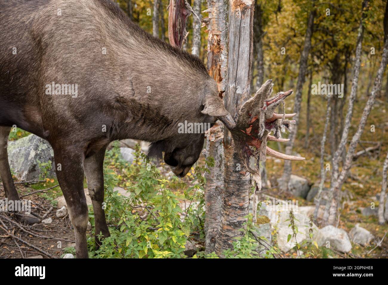 Antler rub hi-res stock photography and images - Alamy