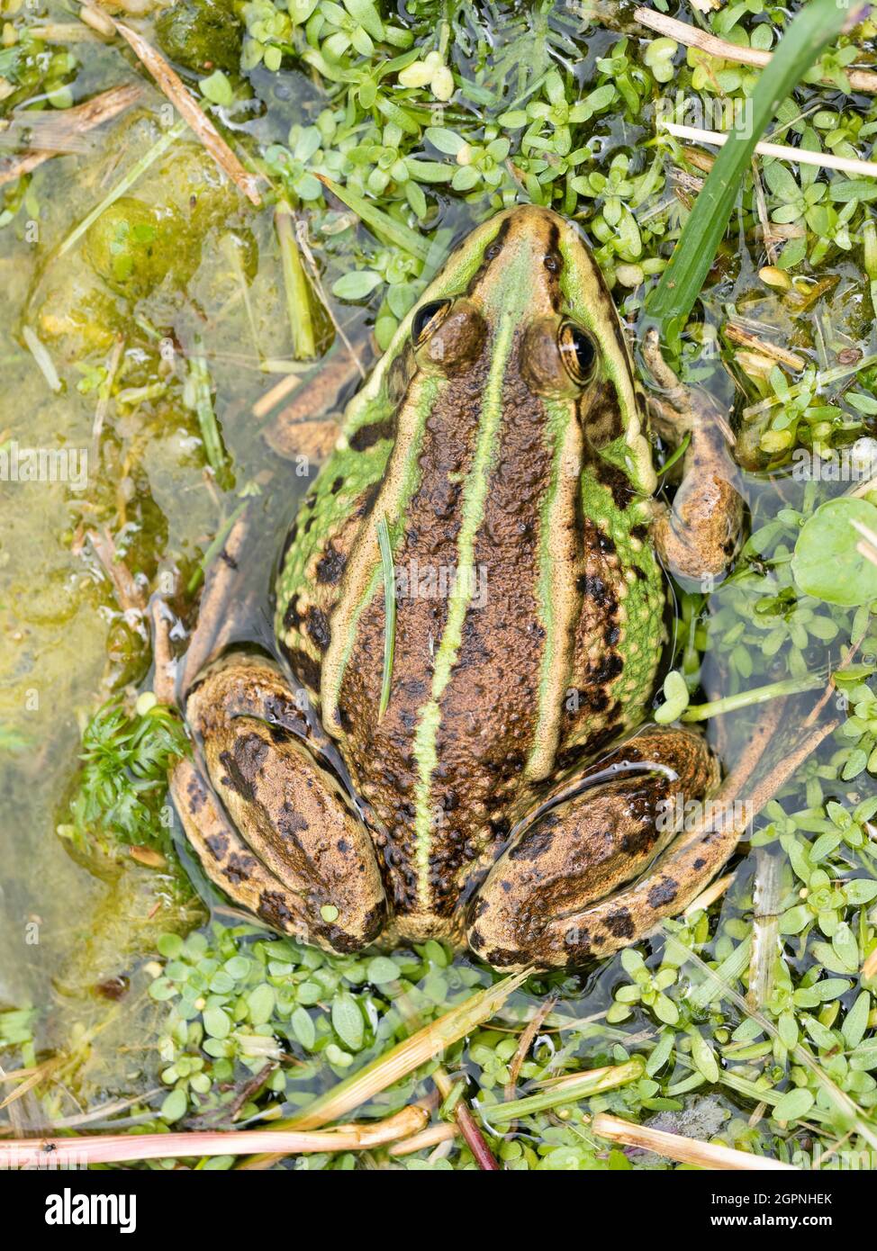 Pool frog in pond Stock Photo - Alamy
