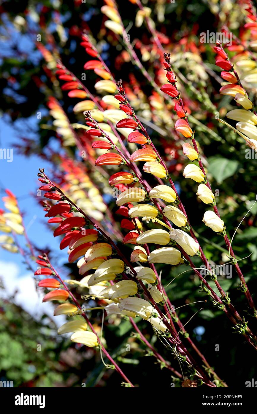 Ipomoea lobata september hi-res stock photography and images - Alamy