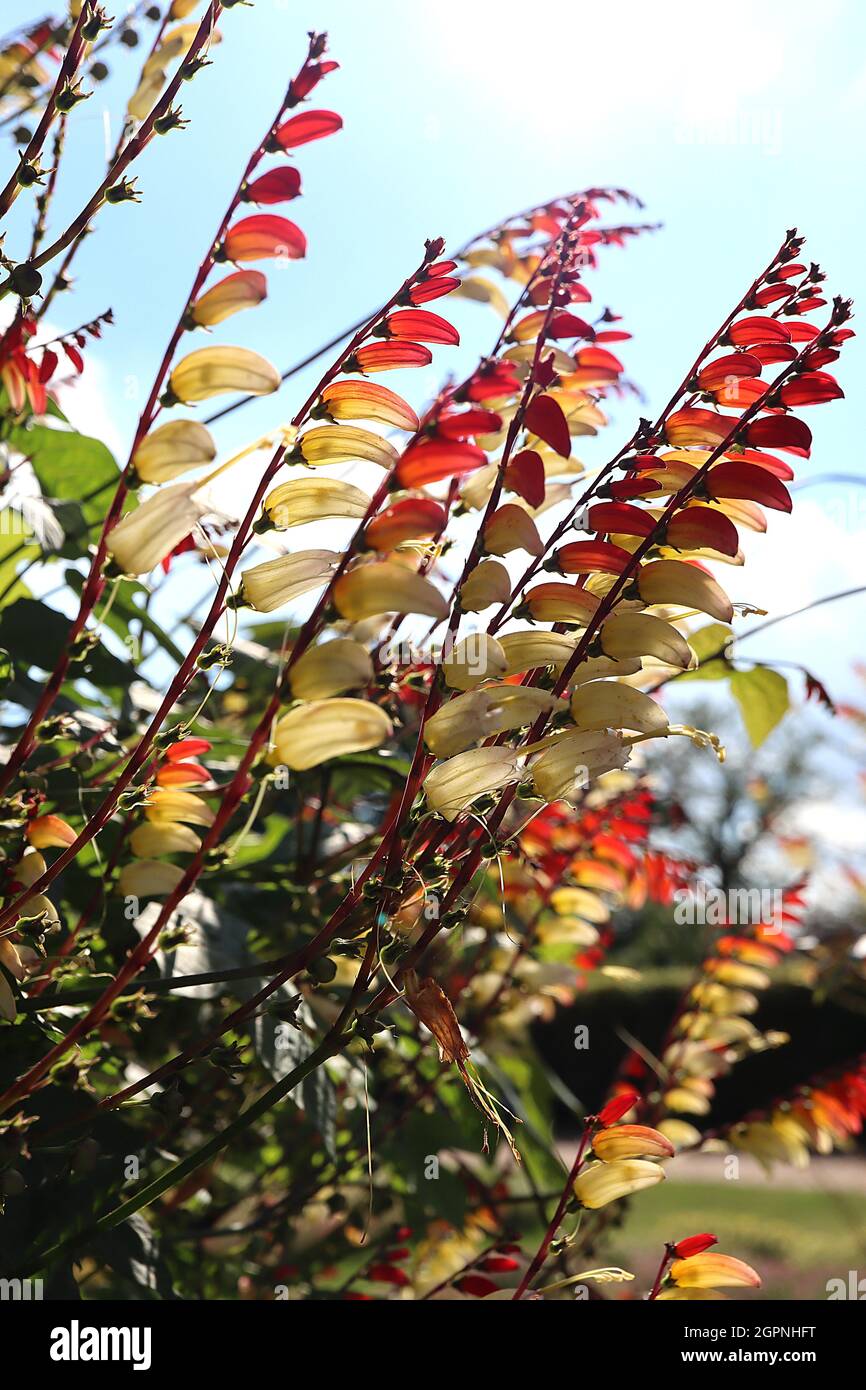 Ipomoea lobata firecracker vine – arching racemes of tubular red ...