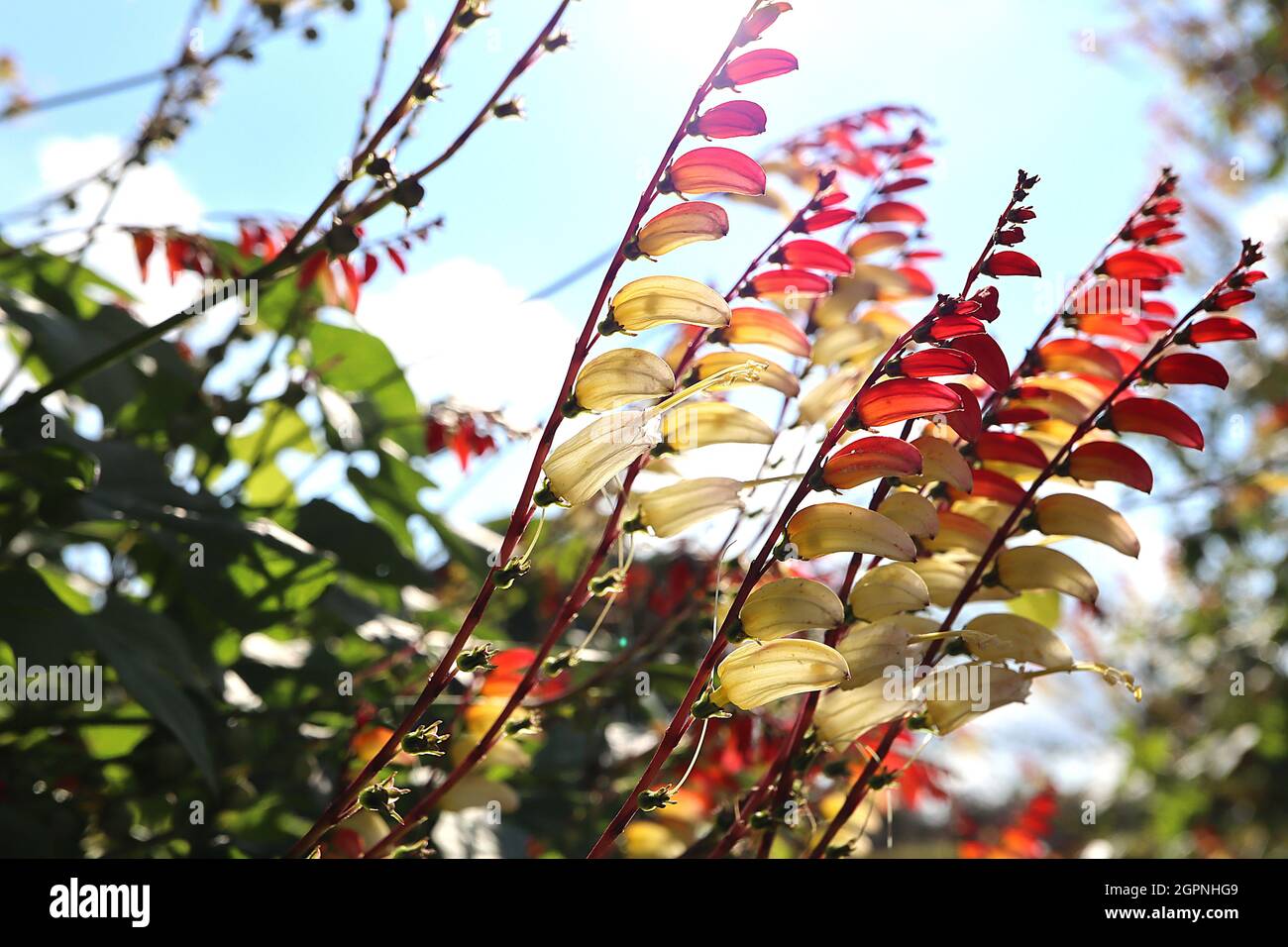 Ipomoea lobata september hi-res stock photography and images - Alamy