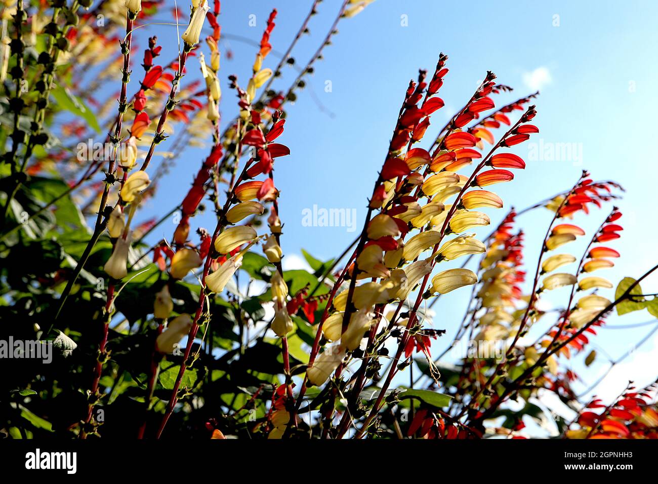Ipomoea lobata september hi-res stock photography and images - Alamy