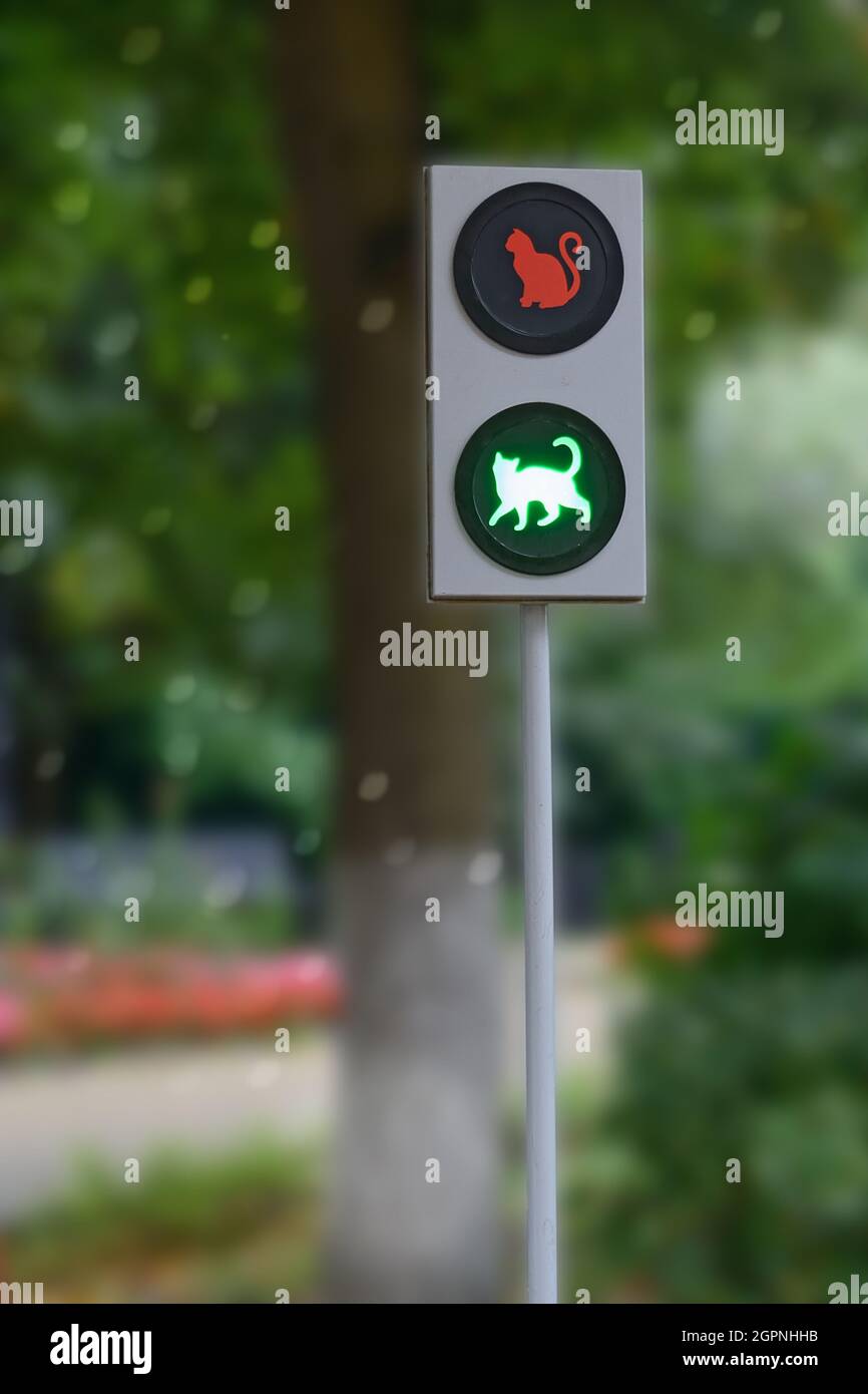 Taking care of pets. Traffic light with a silhouette of a cat ...