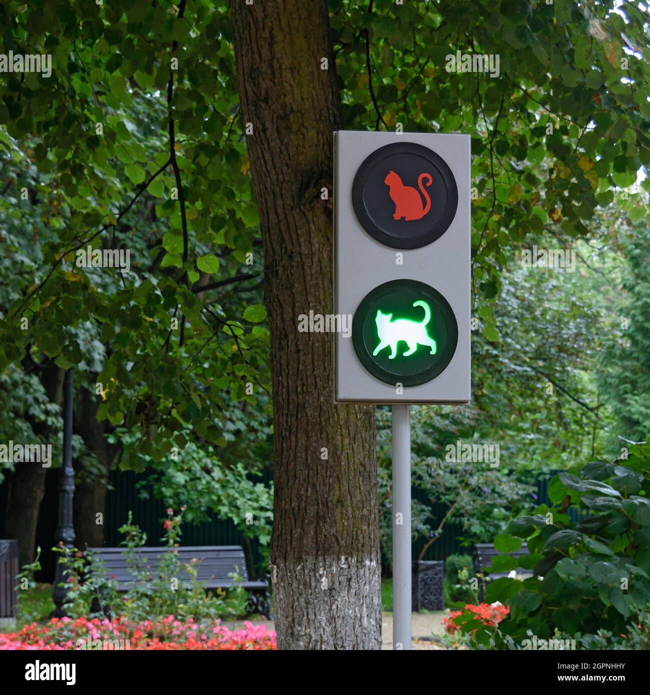 Taking care of pets. Traffic light with a silhouette of a cat ...