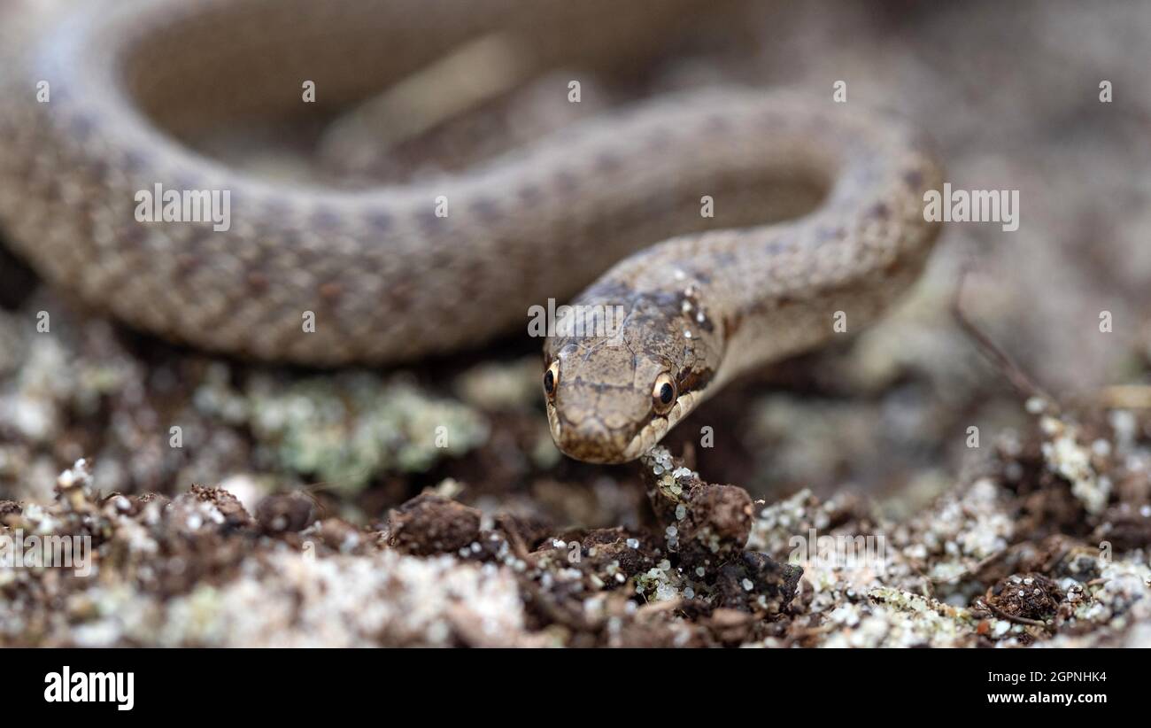 Smooth snake and young hi-res stock photography and images - Alamy