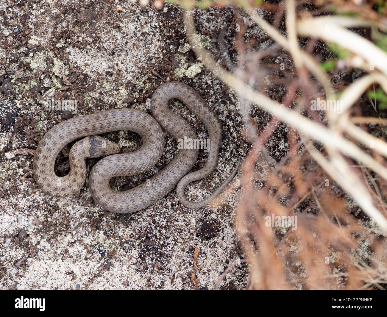 smooth snake on sand Stock Photo - Alamy