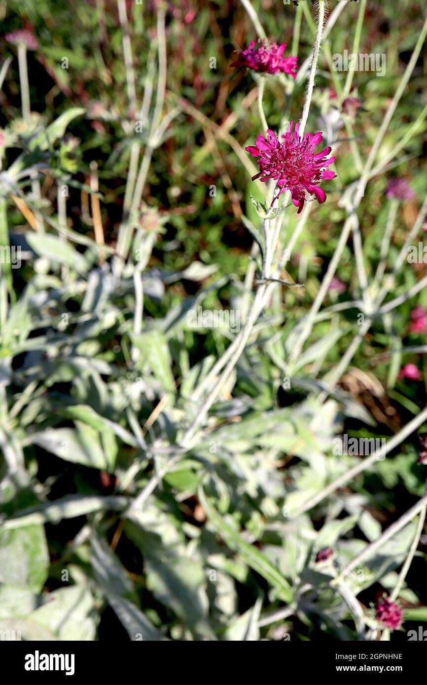 Knautia macedonica ‘red knight’ hi-res stock photography and images - Alamy