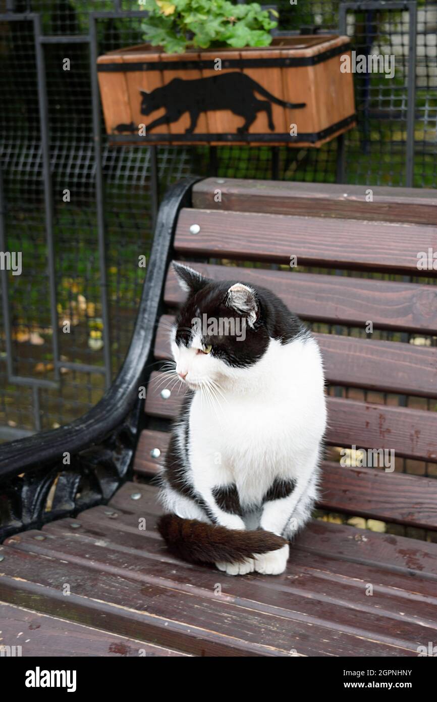 Serious cat sits on a wooden bench. A black, well-fed cat with white ...