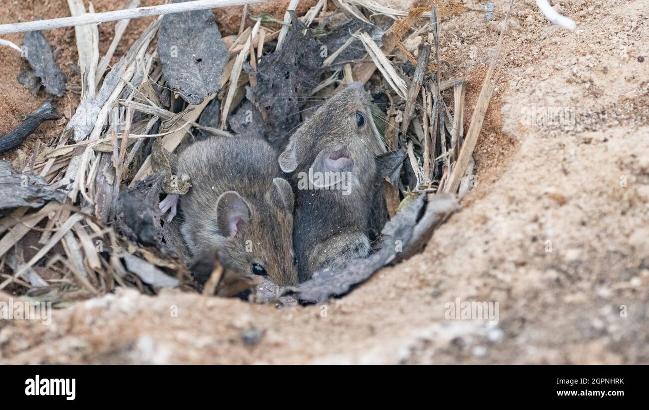 Wood mouse nest in kent Stock Photo - Alamy