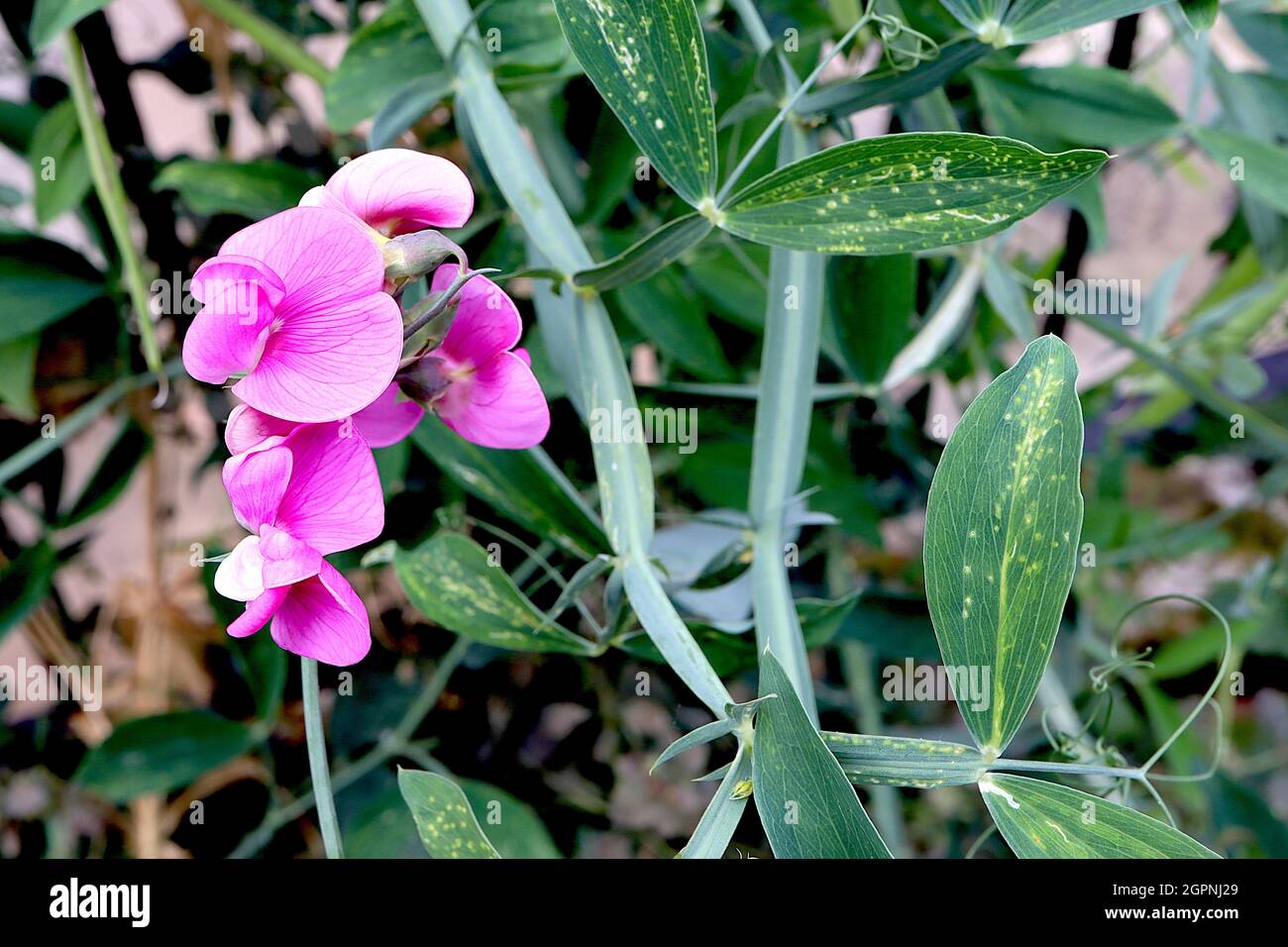 Lathyrus latifolius ‘Red Pearl’ broad-leaved everlasting pea ...