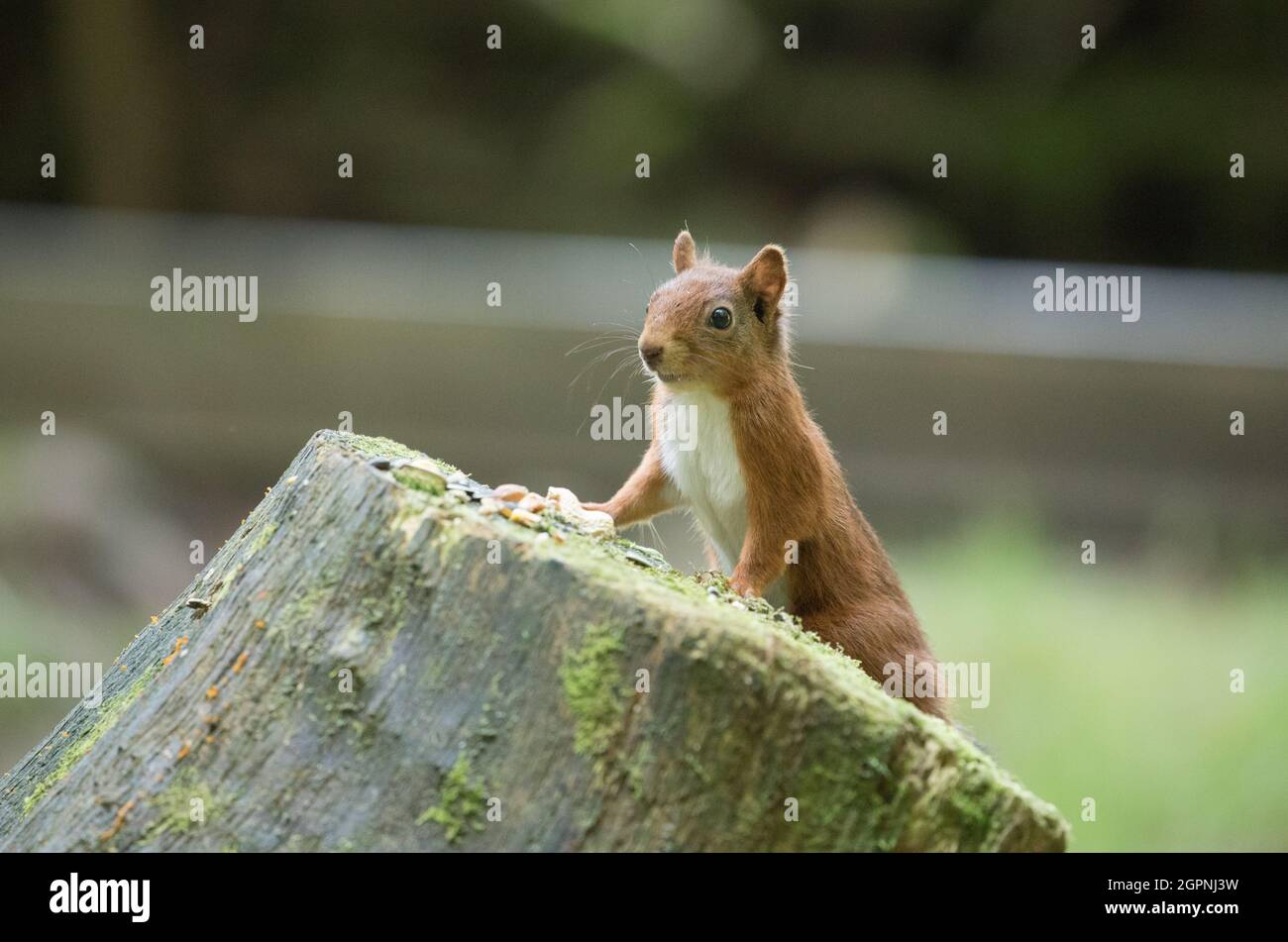Red squirrel wensleydale hi-res stock photography and images - Alamy
