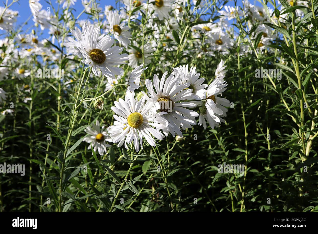 Leucanthemum x superbum Shasta daisy - white daisies with yellow centre ...