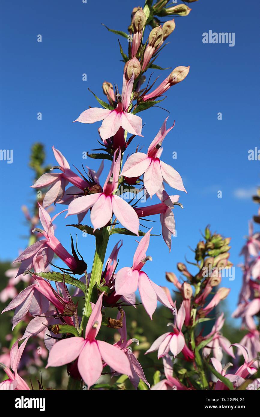 Cardinal flower compton pink hi-res stock photography and images - Alamy