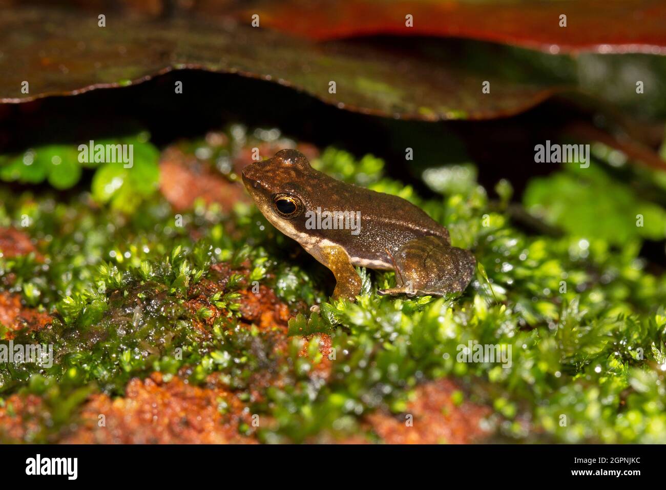 Kottigehara dancing frog or Kottigehar torrent frog, Micrixalus ...