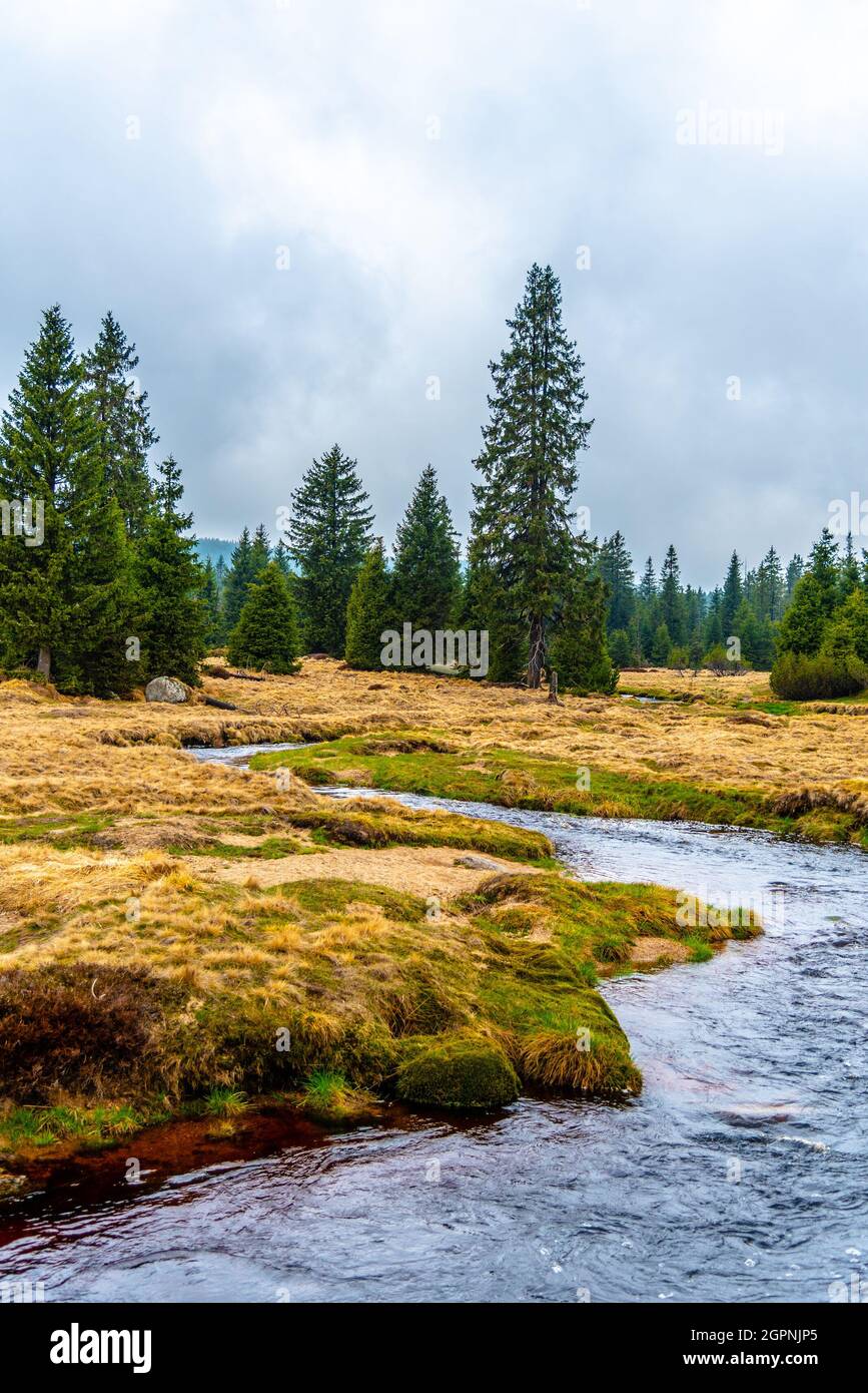 Mountain grassland landscape with Jizerka river, Jizera Mountains ...