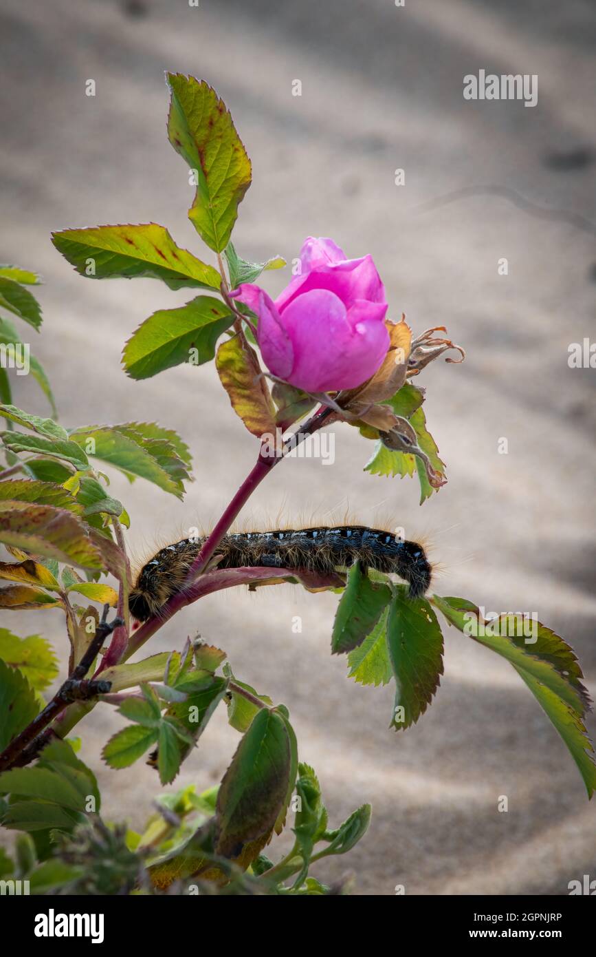 Exploring insect hi-res stock photography and images - Alamy