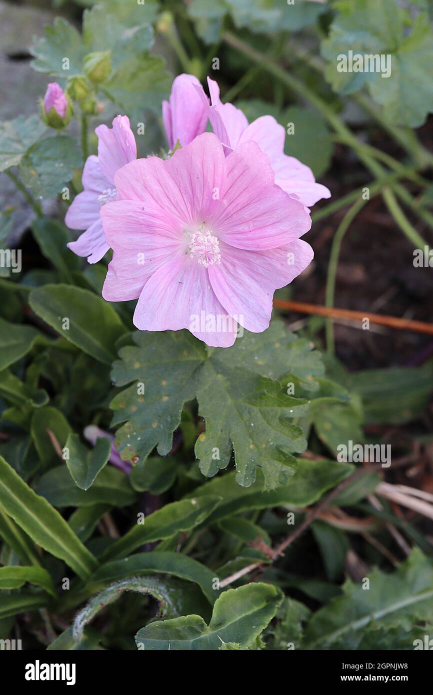 Malva moschata ‘Appleblossom’ musk mallow Appleblossom – pale pink ...