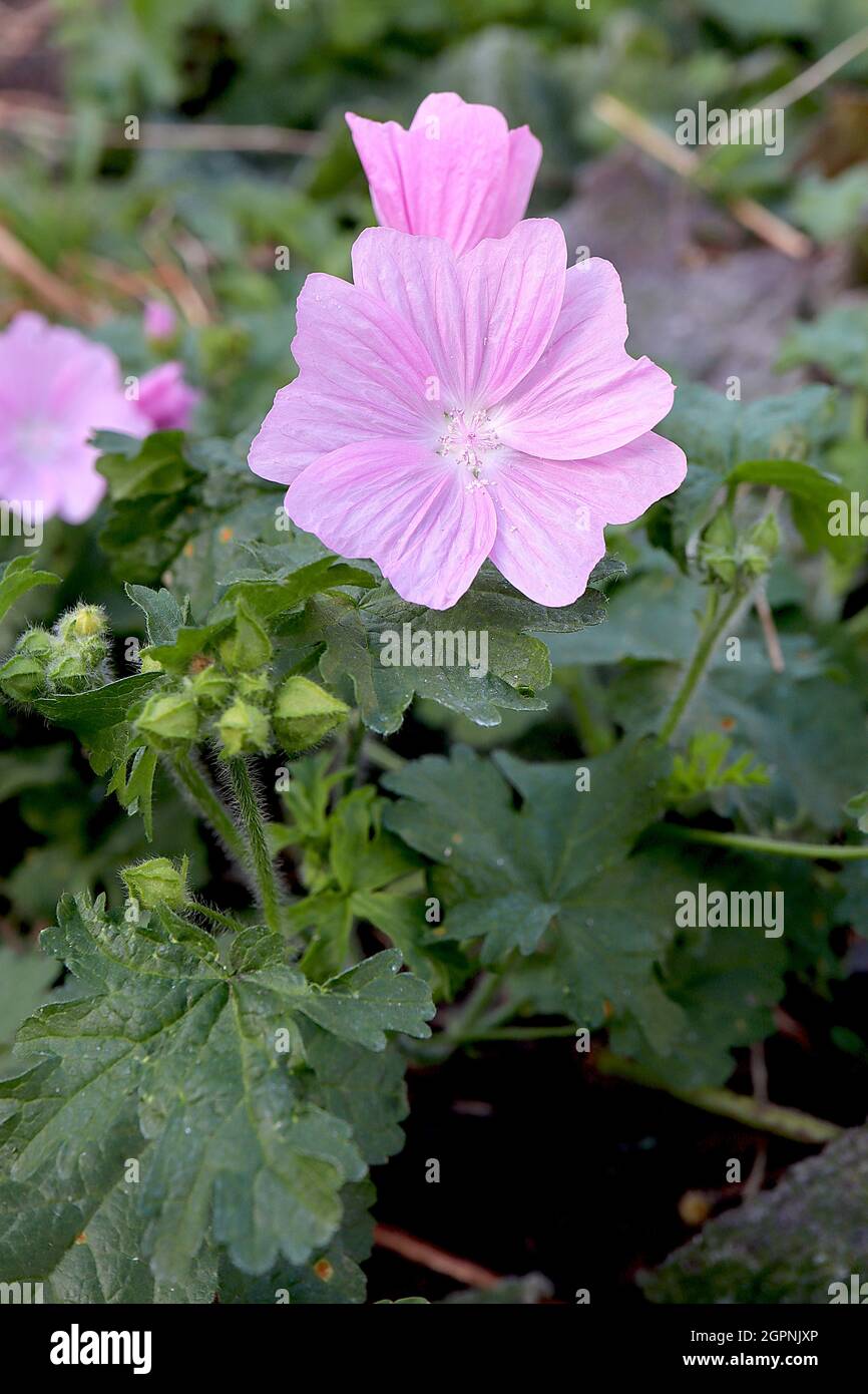 Malva moschata ‘Appleblossom’ musk mallow Appleblossom – pale pink ...