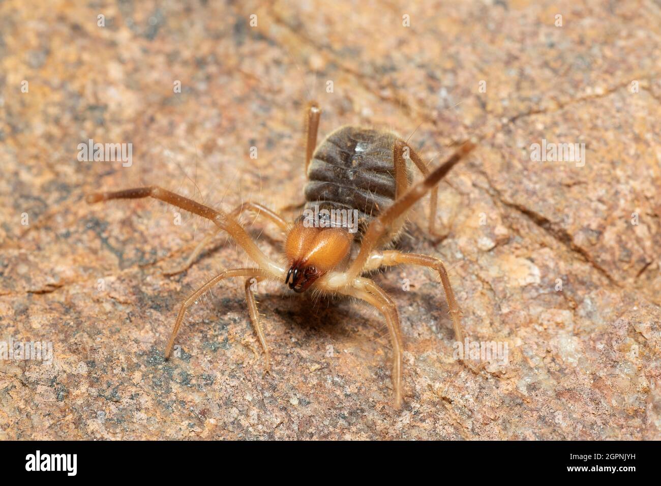 Camel Spider High Resolution Stock Photography and Images - Alamy