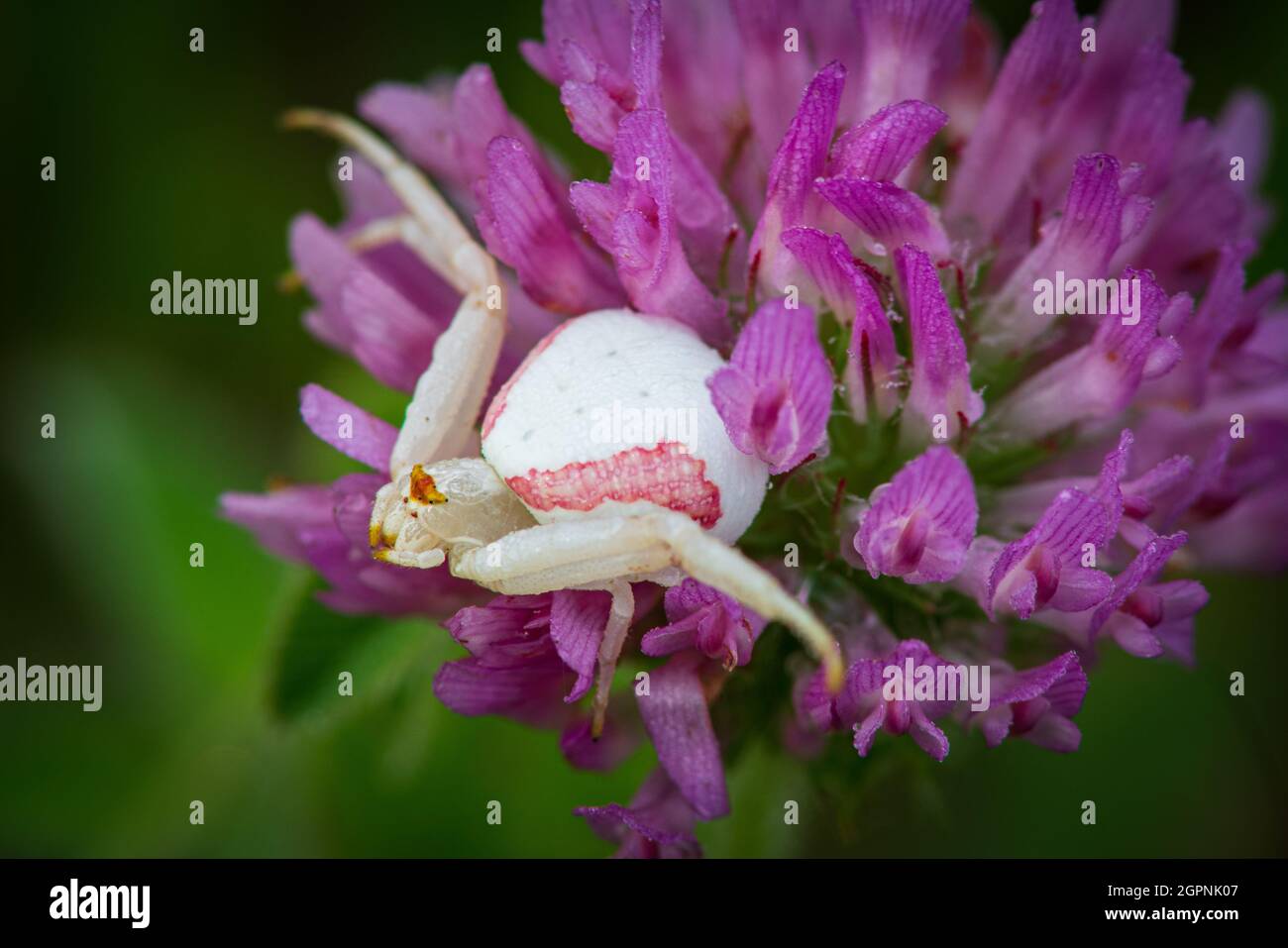 Spider crab i hi-res stock photography and images - Alamy