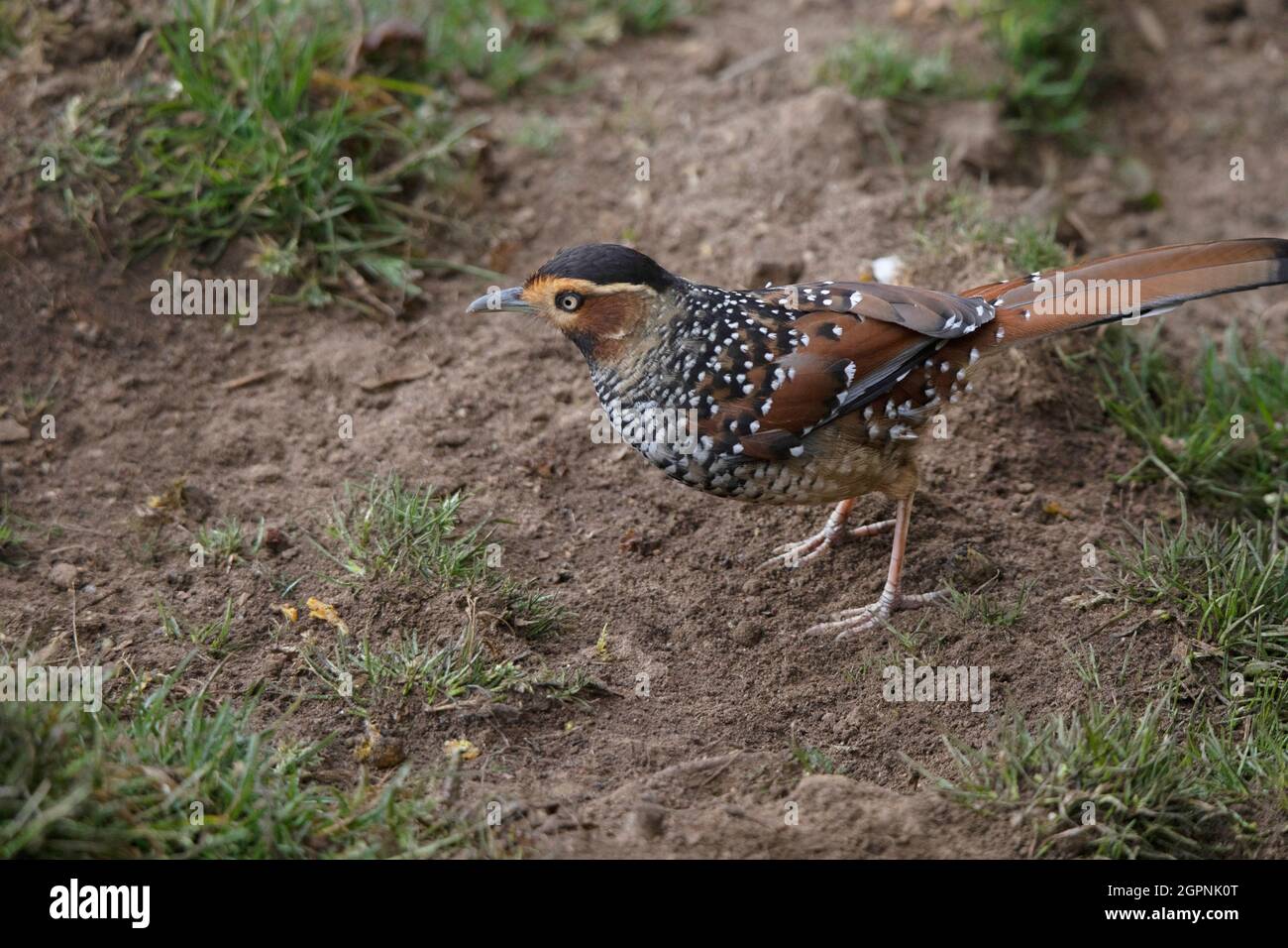 Spotted Laughingthrush, Lanthocincla ocellata, Nepal Stock Photo - Alamy