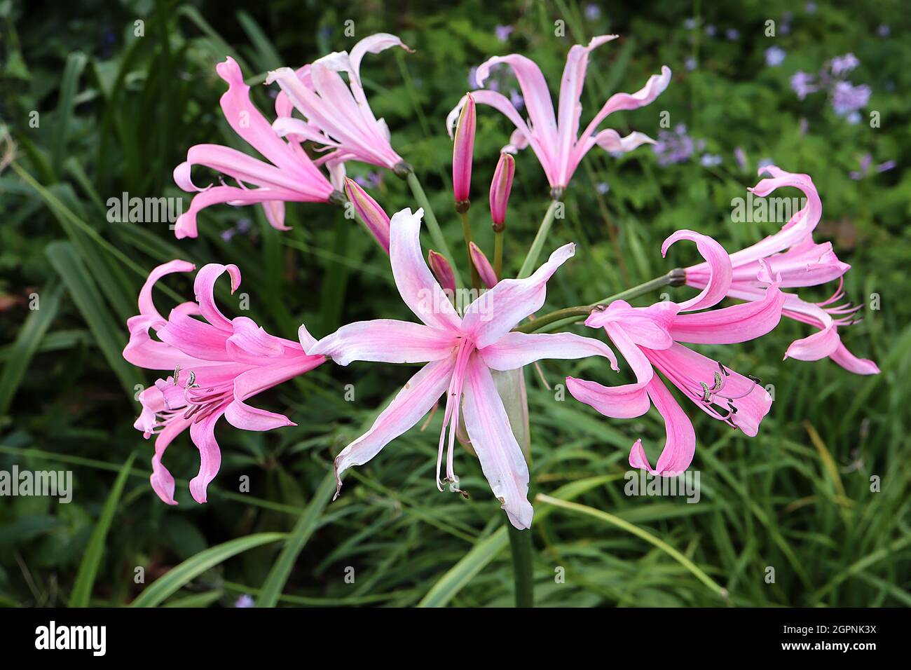 Amarine tubergenii belladiva aphrodite hi-res stock photography and ...