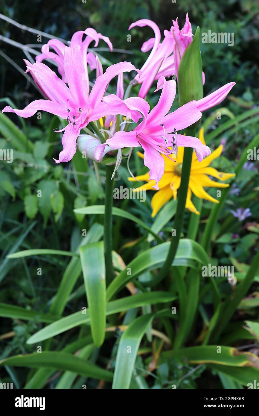 Amarine tubergenii ‘Belladiva Aphrodite’ Amarine Aphrodite - funnel ...