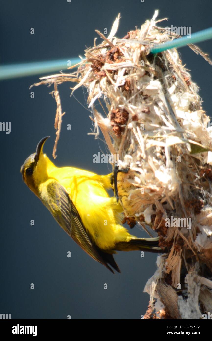 Sunbird building nest hi-res stock photography and images - Alamy