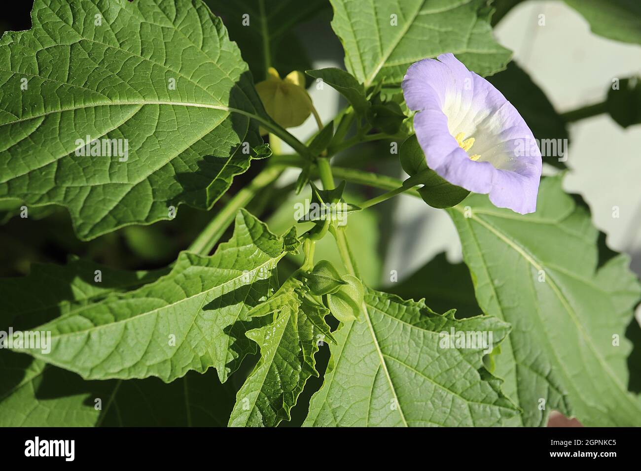 Fluted bell shaped flowers hi-res stock photography and images - Alamy