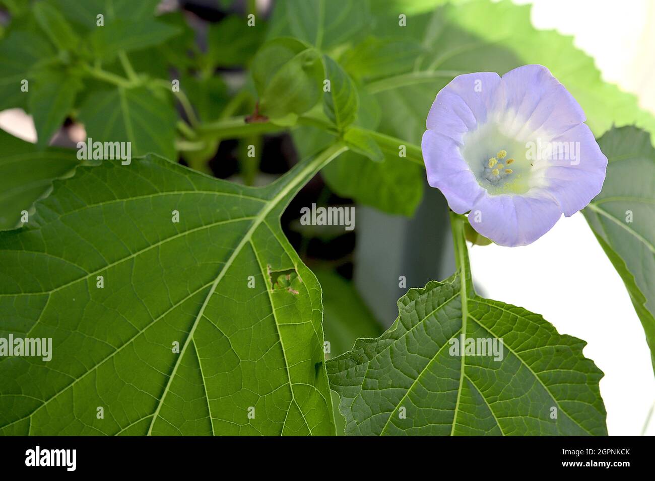 Nicandra physalodes shoo-fly plant – bell-shaped pale lilac flowers ...