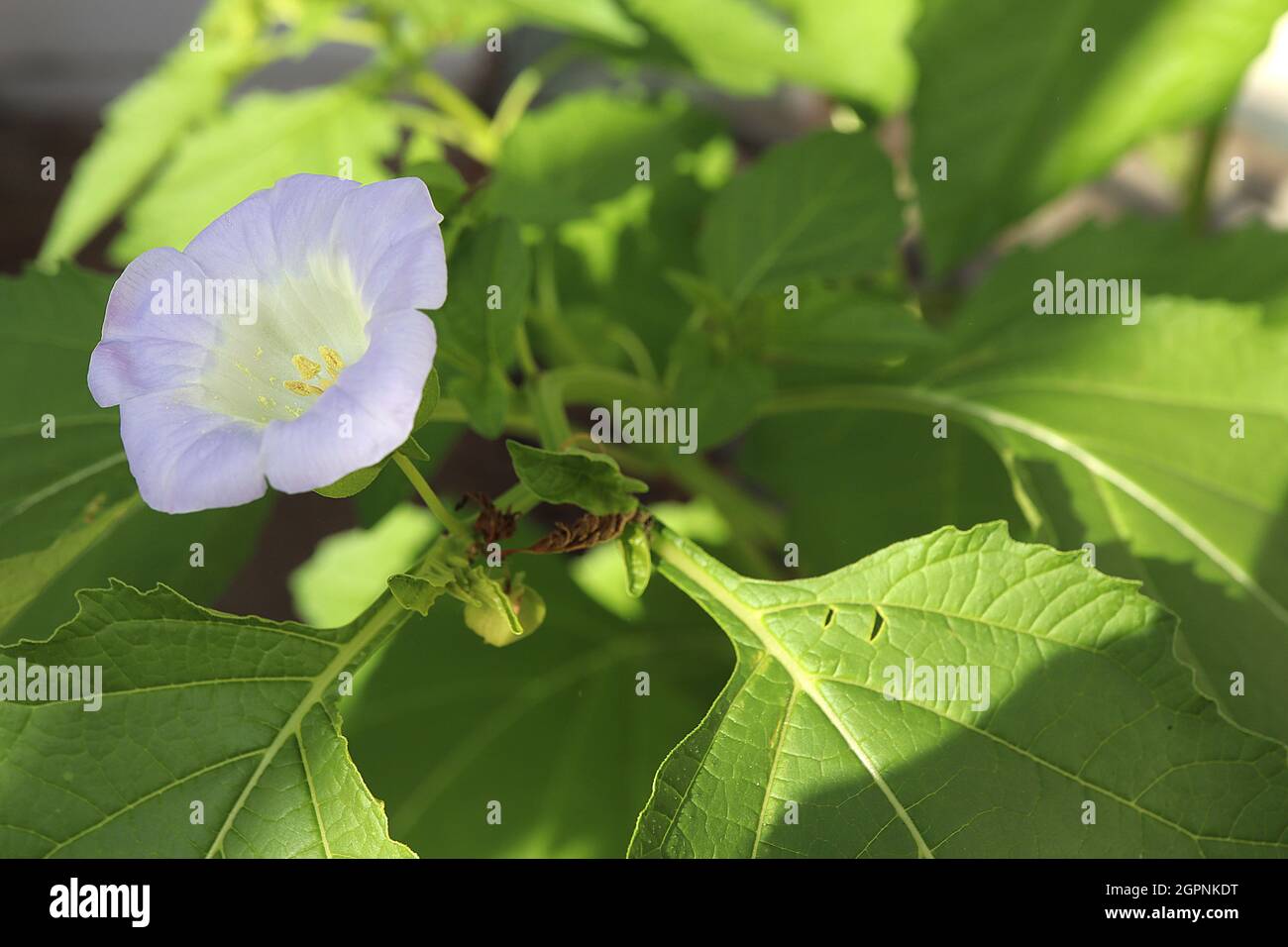 Nicandra physalodes shoo-fly plant – bell-shaped pale lilac flowers ...
