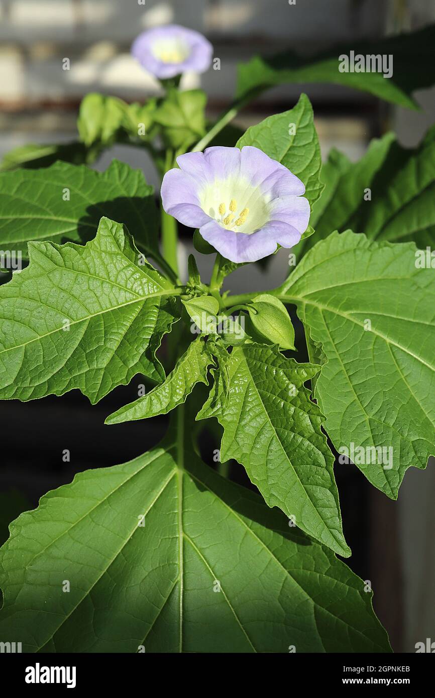 Nicandra physalodes shoo-fly plant – bell-shaped pale lilac flowers ...