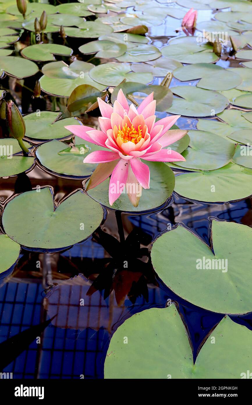 Nymphaea perrys double white hi-res stock photography and images - Alamy