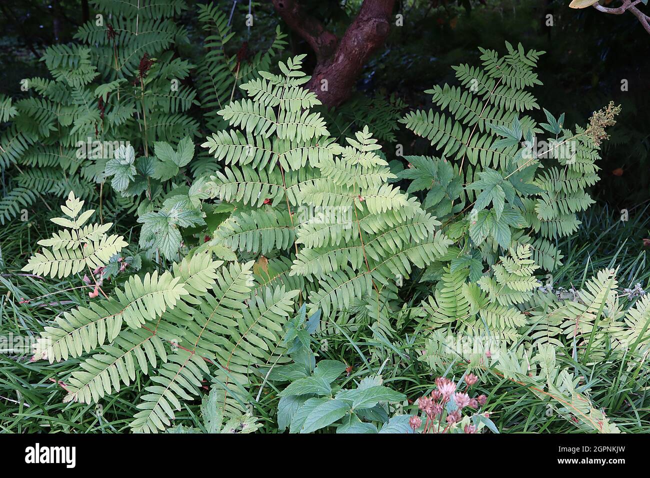 Royal Fern Uk