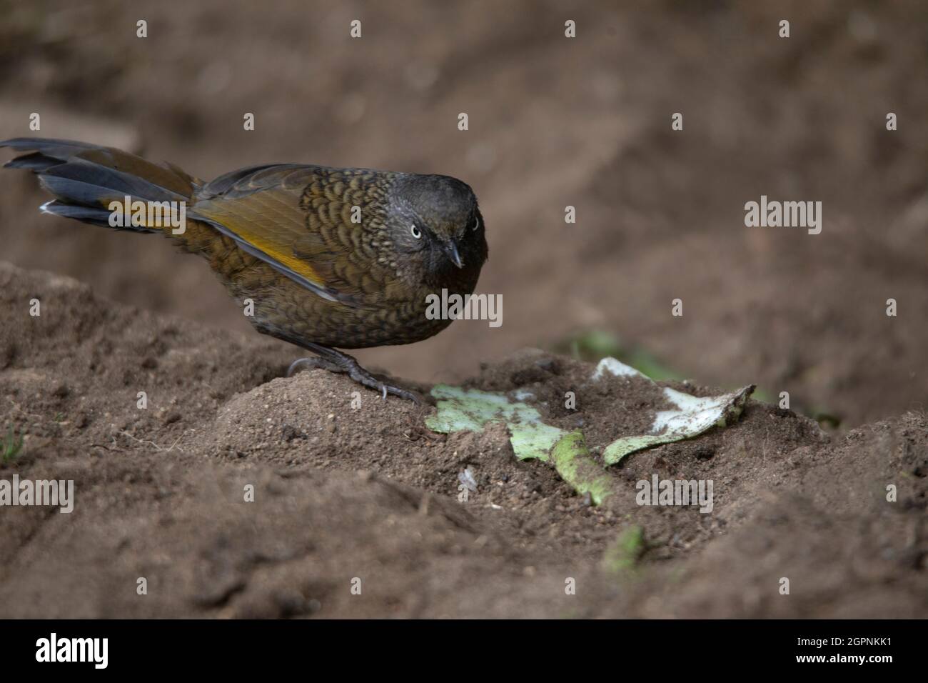 Scaly Laughingthrush, Trochalopteron subunicolor, Nepal Stock Photo - Alamy