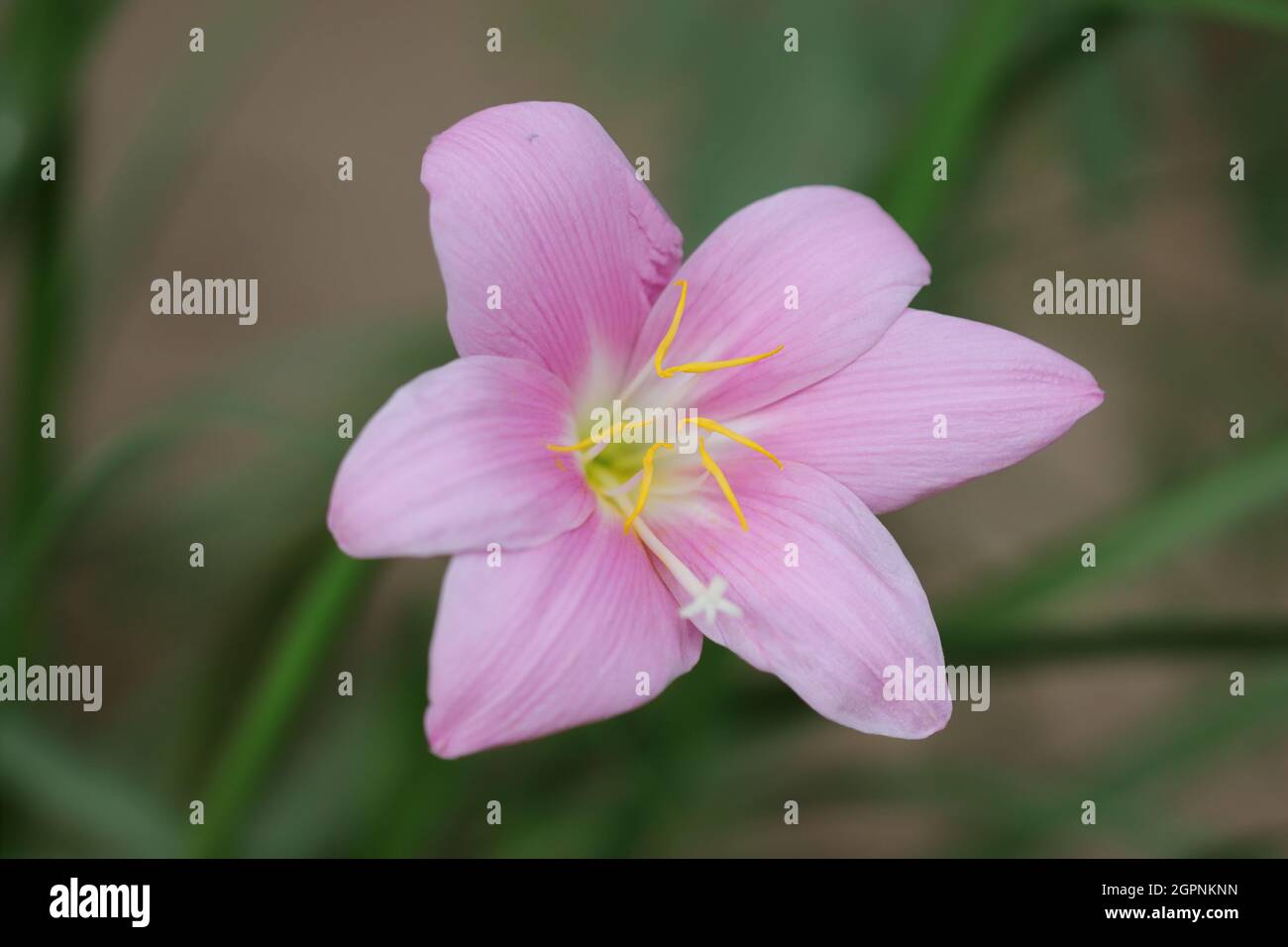 Close-up macro photography of Beautiful pink lily flower detail with ...