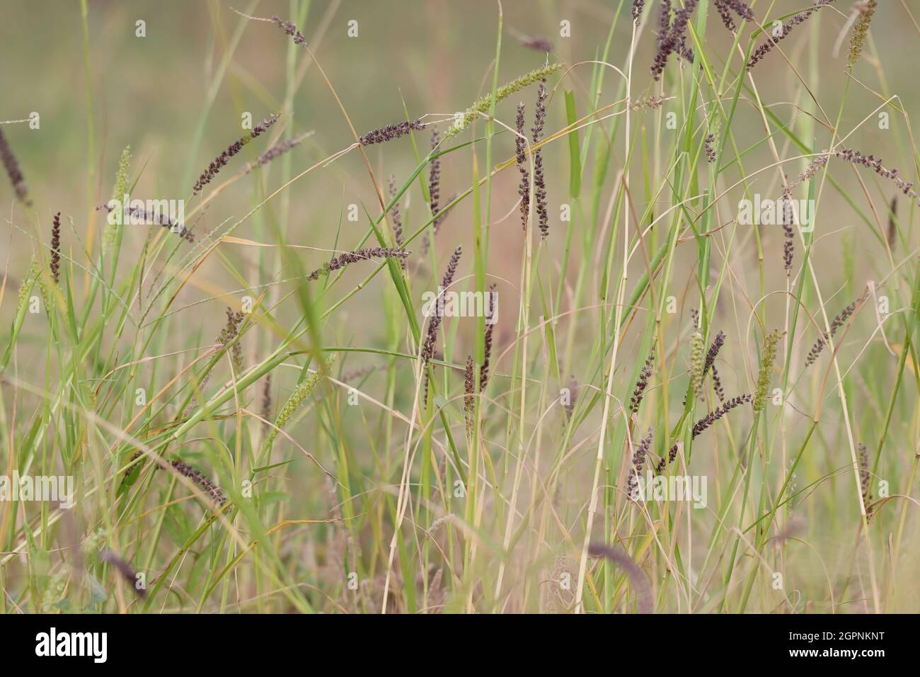 Macro photography of ripe grass seed or wild flower with defocused ...